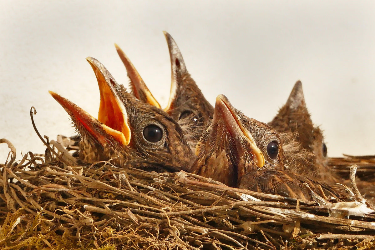 Songbird House | Shop Bird Houses Online | The Bird Shed