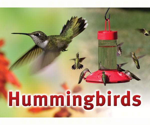 Hummingbird Sign — The Bird Shed